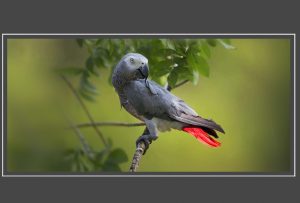 Psittacus Keycap Set(157-Key) | Akko Official Global Site